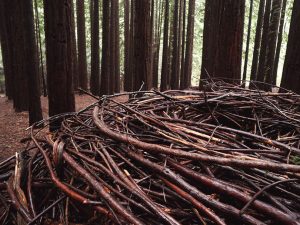 There's a Magical Redwood Forest in Warburton | My Poppet Living