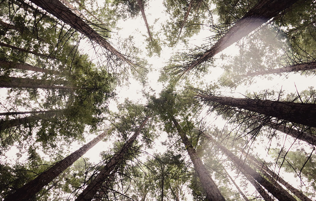 There's a Magical Redwood Forest in Warburton | My Poppet Living