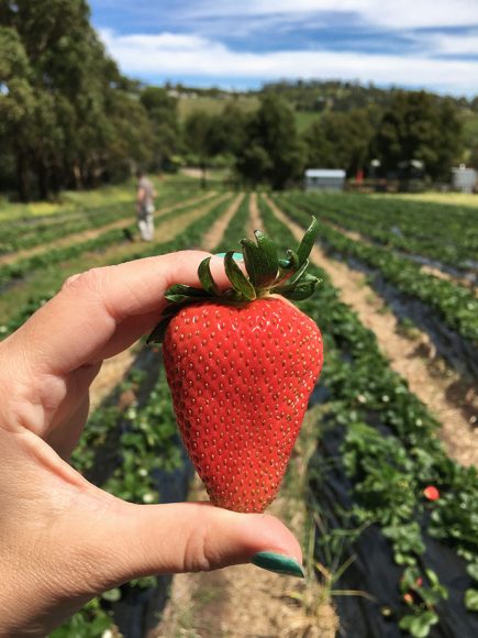 Exploring Tasmania's East Coast - Road Trip Itinerary | My Poppet Living