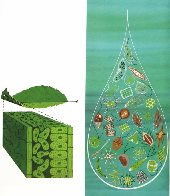 chscience | My Poppet Makes